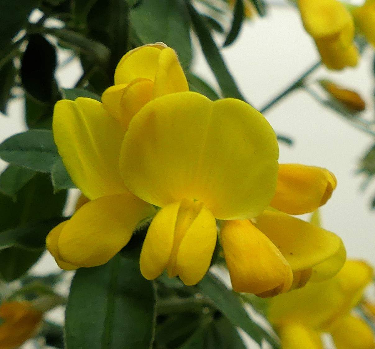 Solve common broom (gele brem) jigsaw puzzle online with 56 pieces