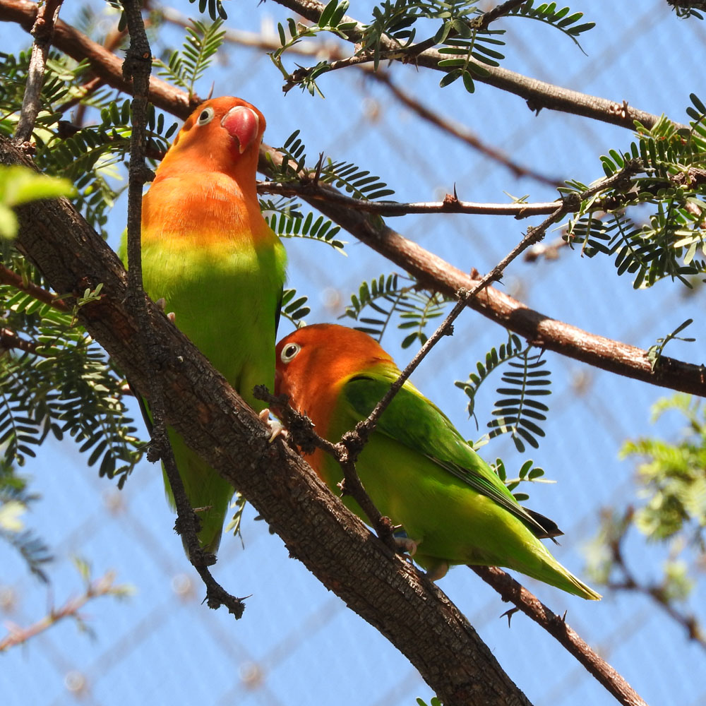 Solve Fischer's Lovebirds, San Diego Zoo jigsaw puzzle online with 100 ...