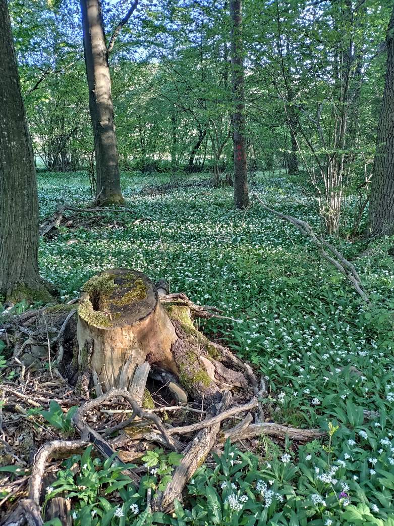 Solve 彡 ☘️/¯\ Stumps /¯\☘️ 彡 jigsaw puzzle online with 20 pieces