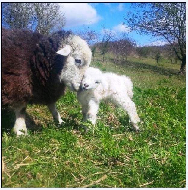 Solve Jaro_Spring jigsaw puzzle online with 25 pieces