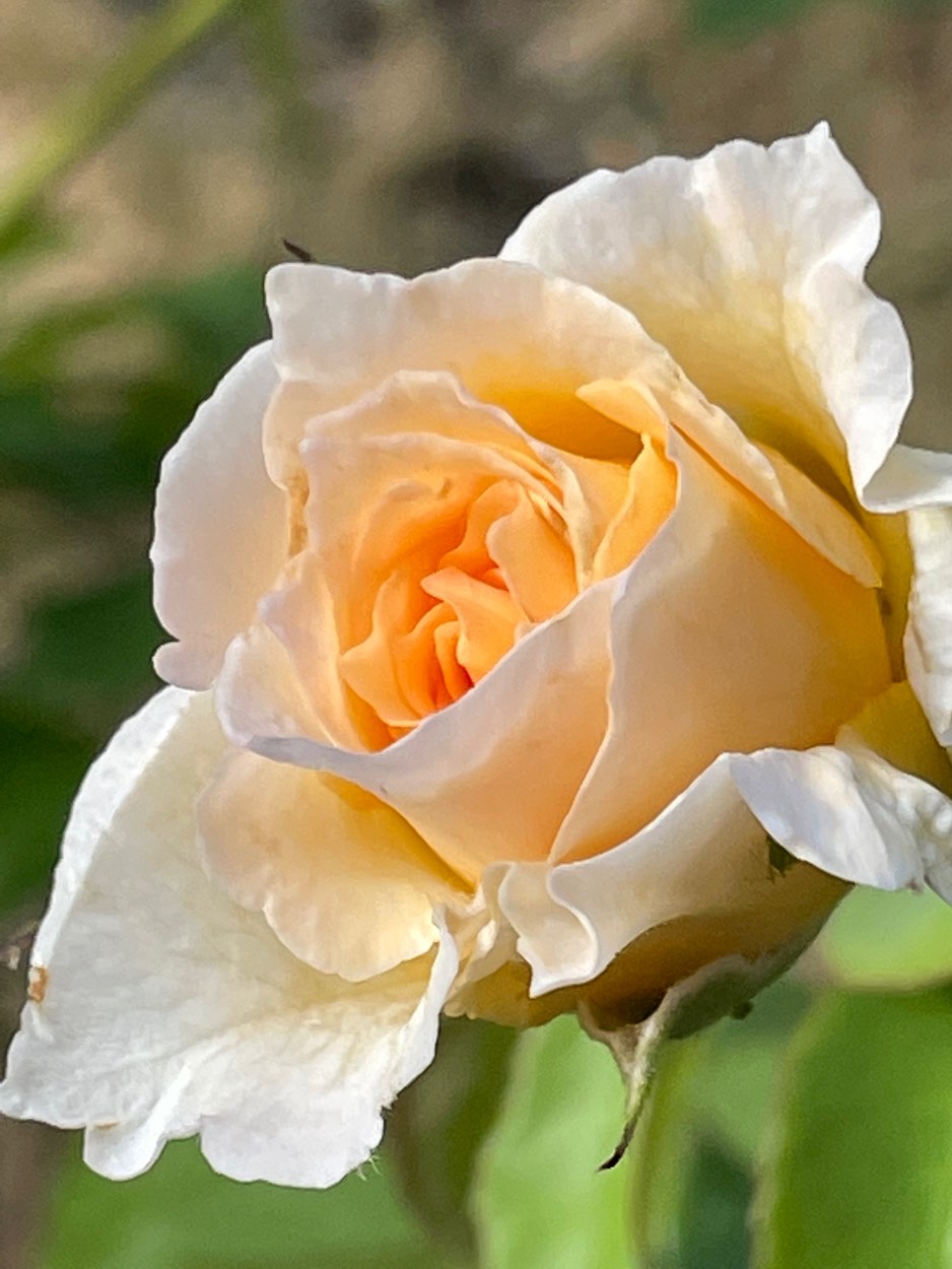 Solve Roses jigsaw puzzle online with 70 pieces