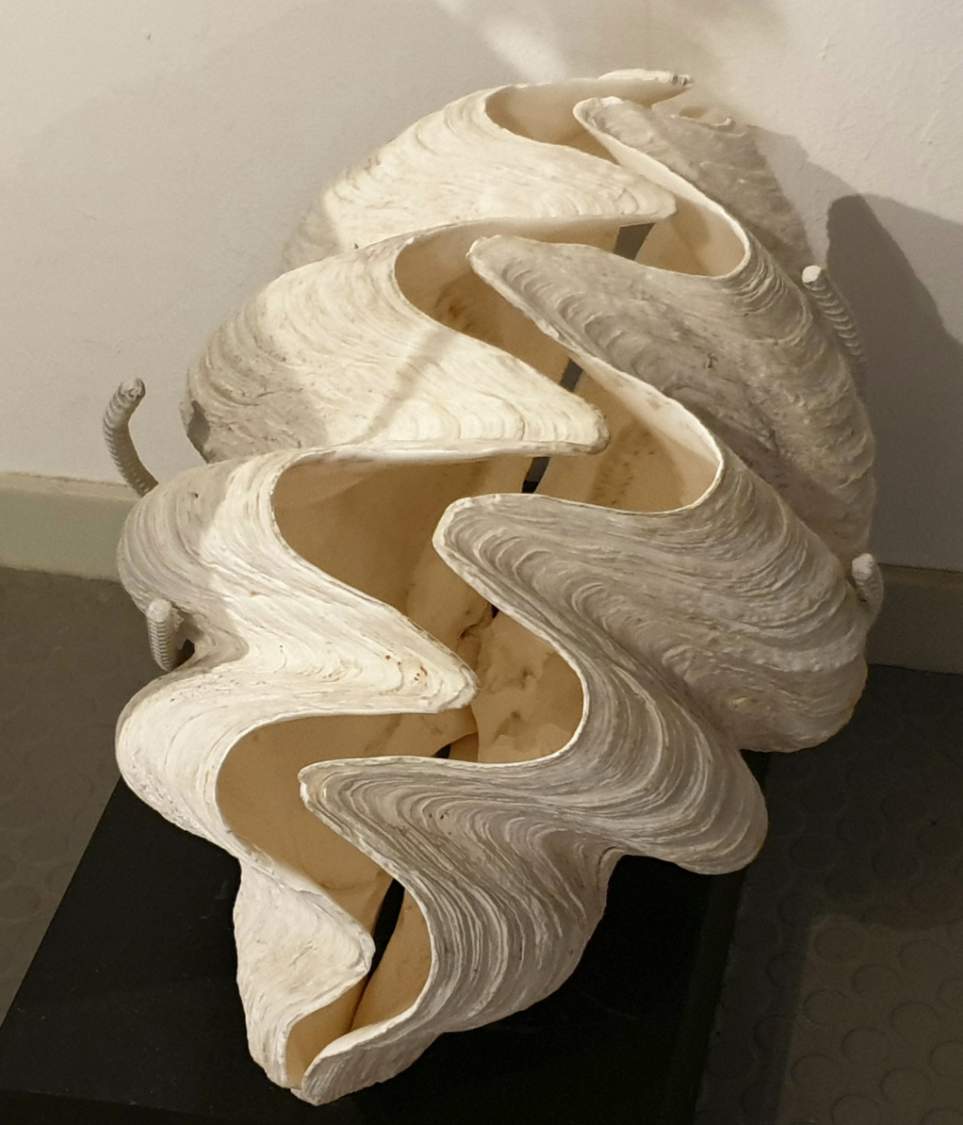 Solve GIANT CLAM jigsaw puzzle online with 30 pieces