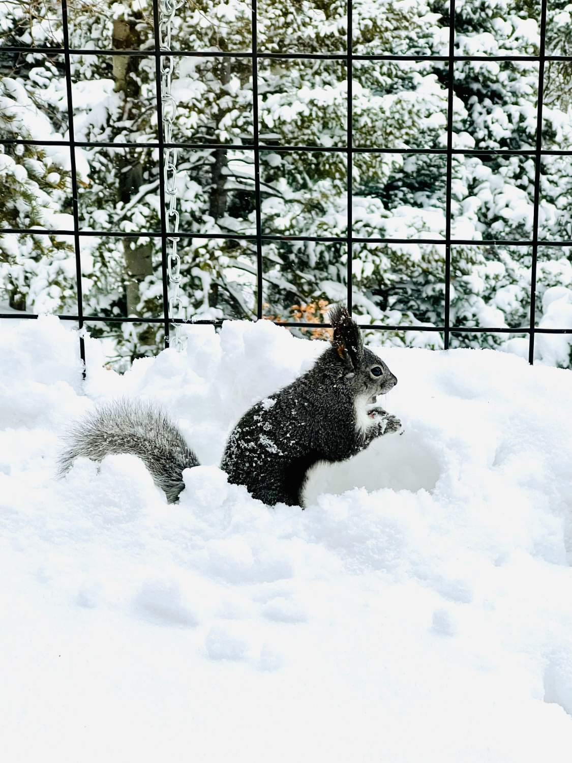 Jigsaw Puzzle | Squirrel ready for snowball fight | 165 pieces | Jigidi