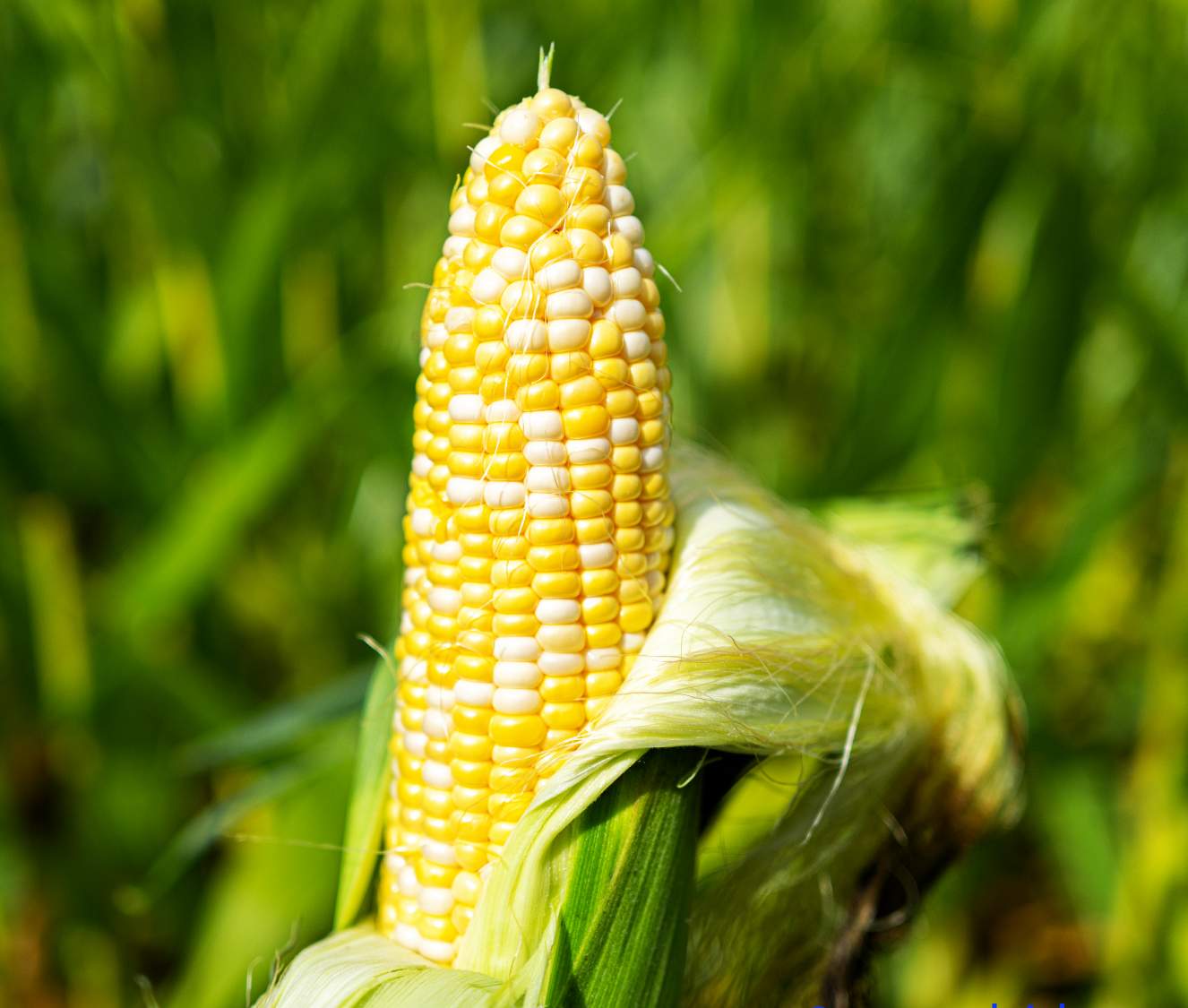 Solve corn jigsaw puzzle online with 99 pieces