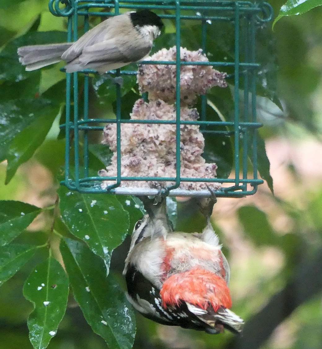 Solve willow tit and female great spotted woodpecker (matkopmees en ...