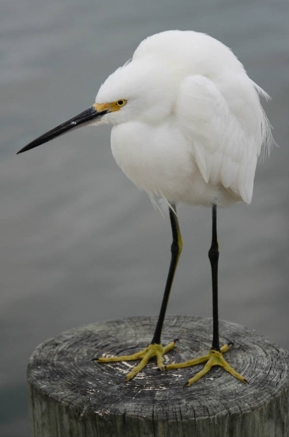 Solve Snowy Egret jigsaw puzzle online with 54 pieces