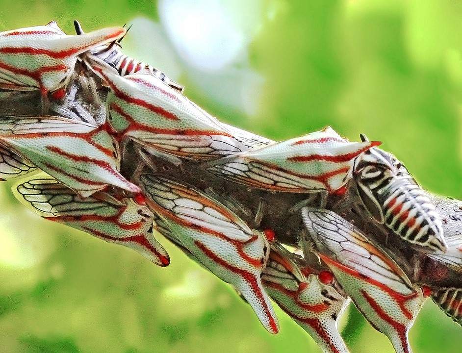 Solve Oak Treehopper jigsaw puzzle online with 30 pieces