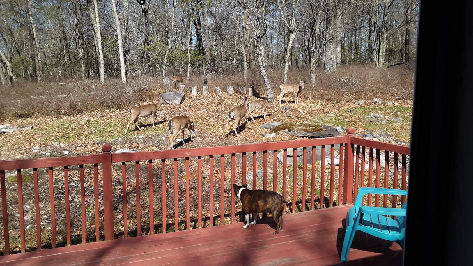 Solve Buddy jigsaw puzzle online with 104 pieces