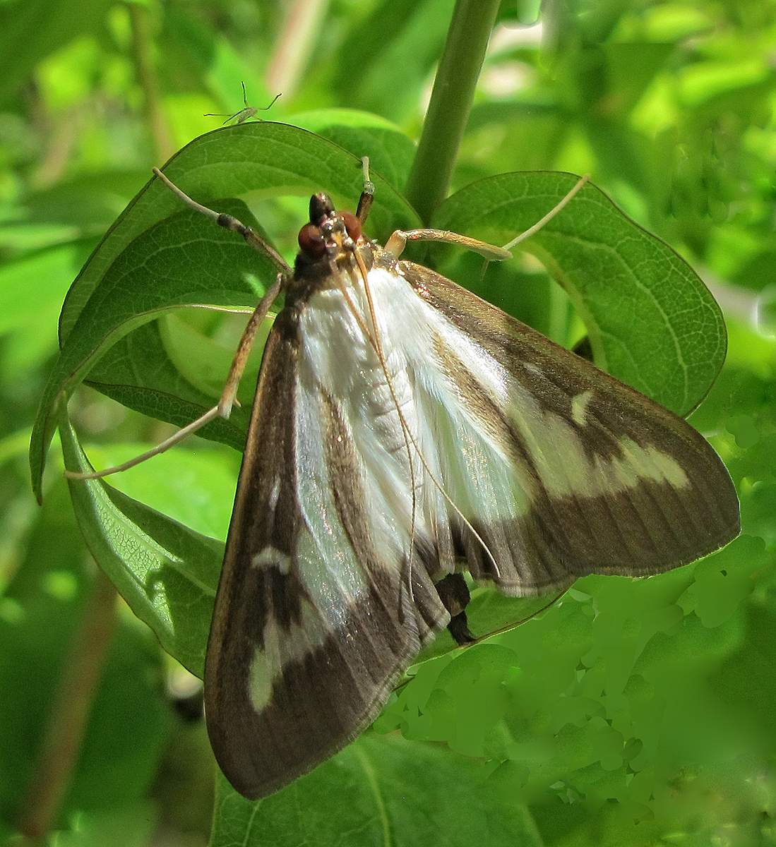 Solve Box moth jigsaw puzzle online with 90 pieces