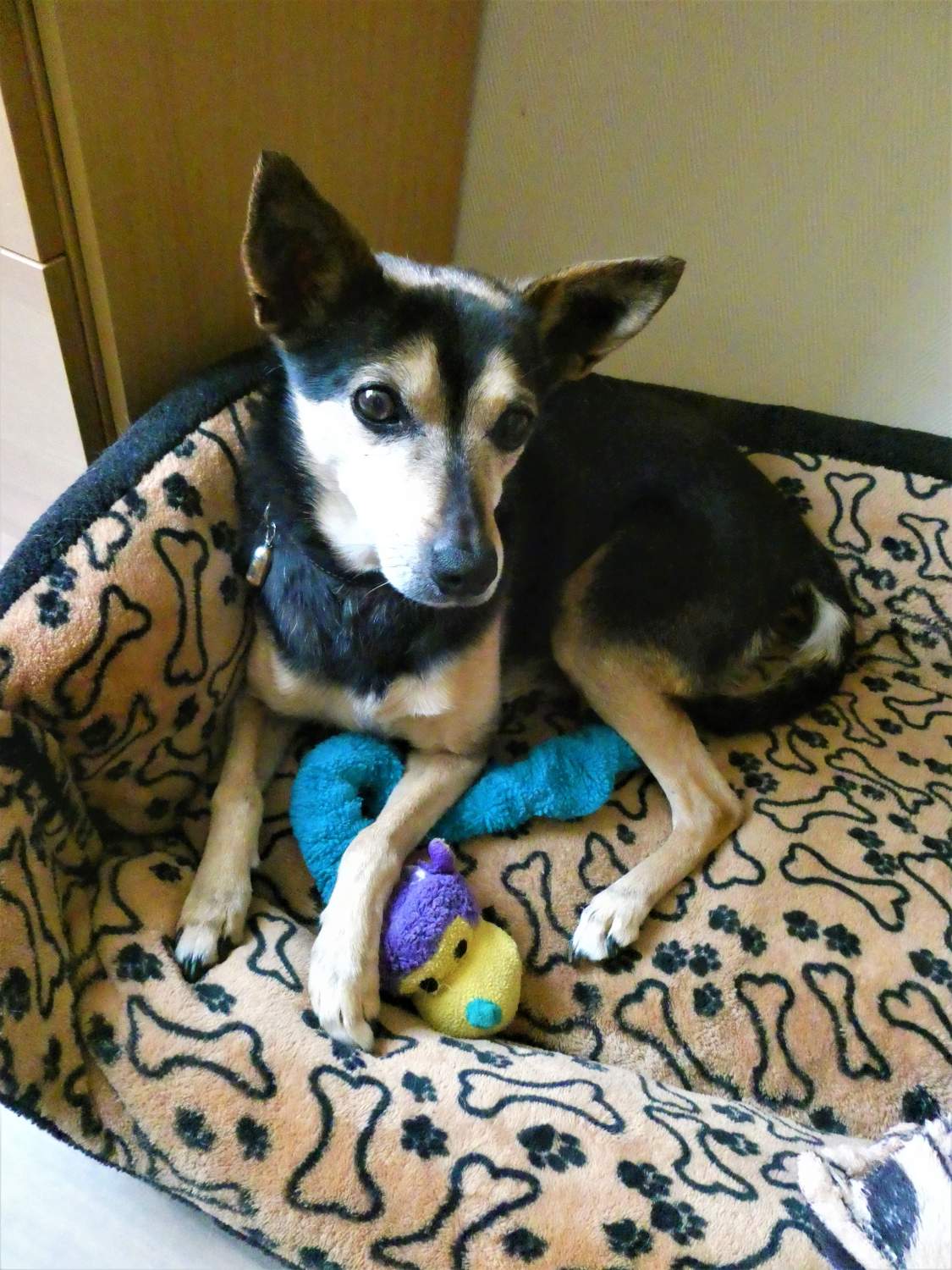 Solve Bambi with her cuddle. It is a mix of a monkey - the head - and a ...