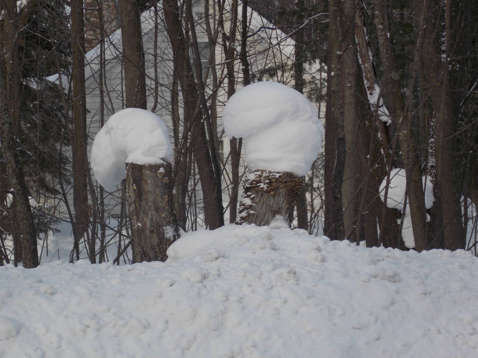 Solve Stumps wearing chef hats jigsaw puzzle online with 20 pieces