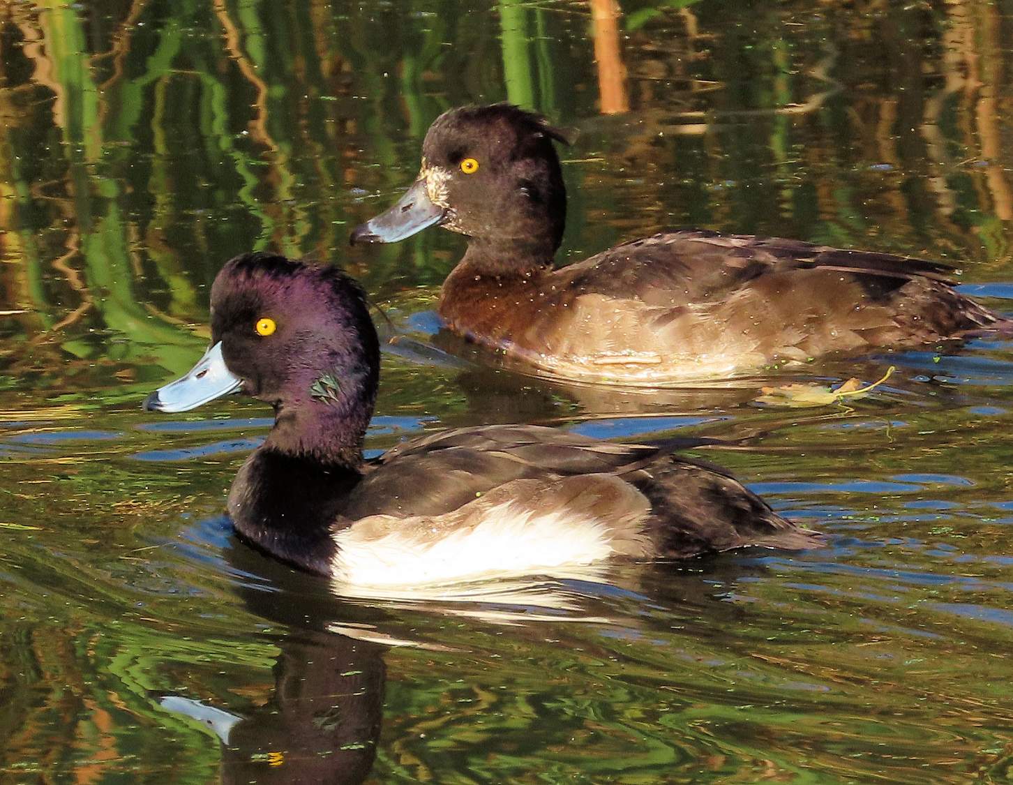 Solve tufted duck couple (kuifeendenpaartje) jigsaw puzzle online with ...