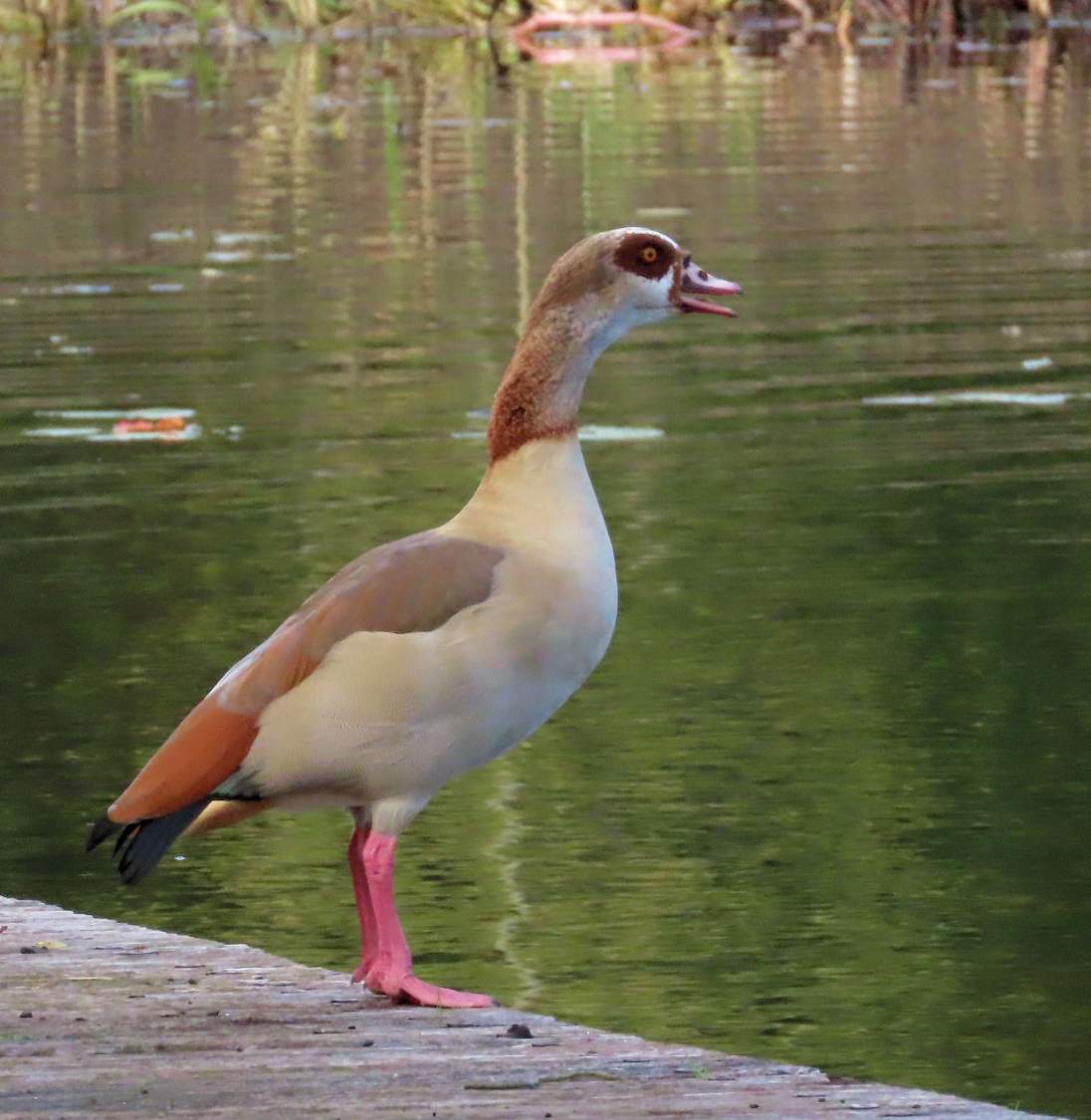 Solve on his toes jigsaw puzzle online with 64 pieces