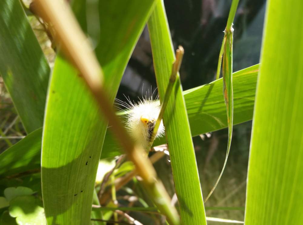 Solve Fuzzle Puzzle #3 jigsaw puzzle online with 12 pieces