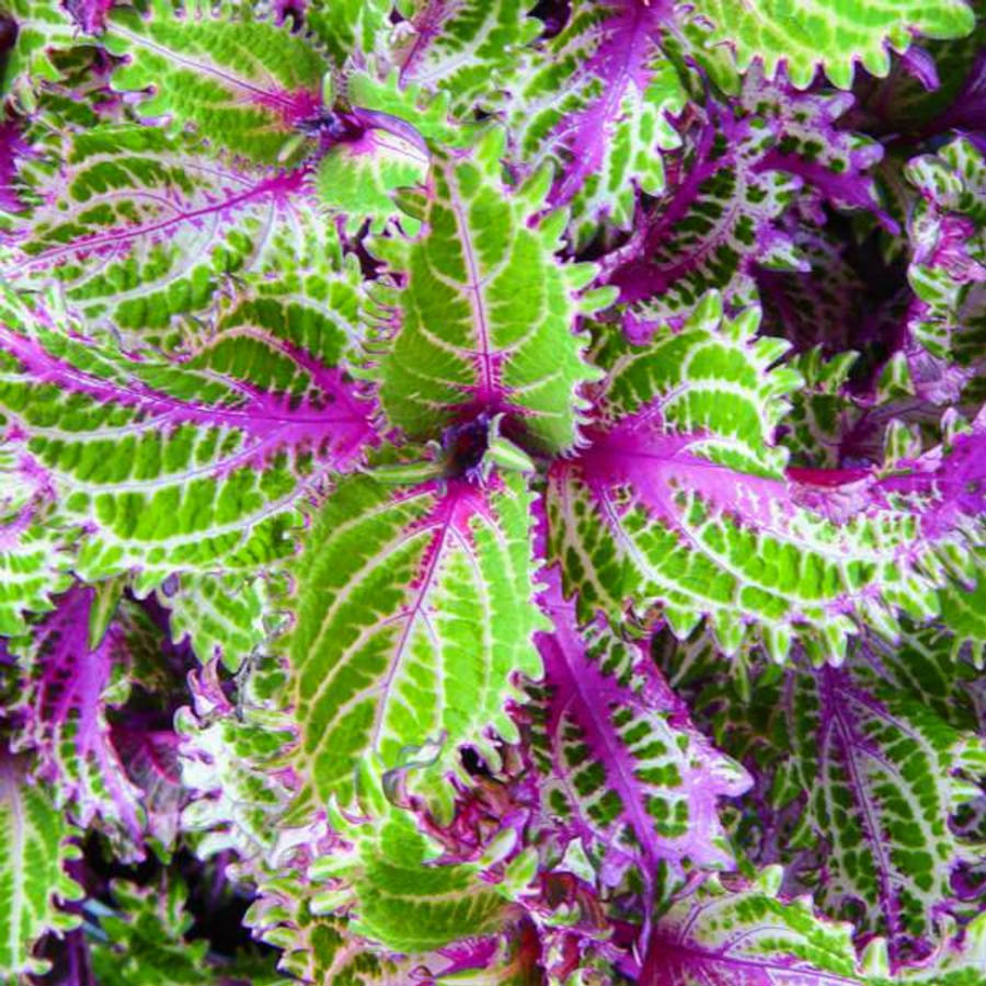 Solve COLEUS PINK RUFFLES jigsaw puzzle online with 81 pieces