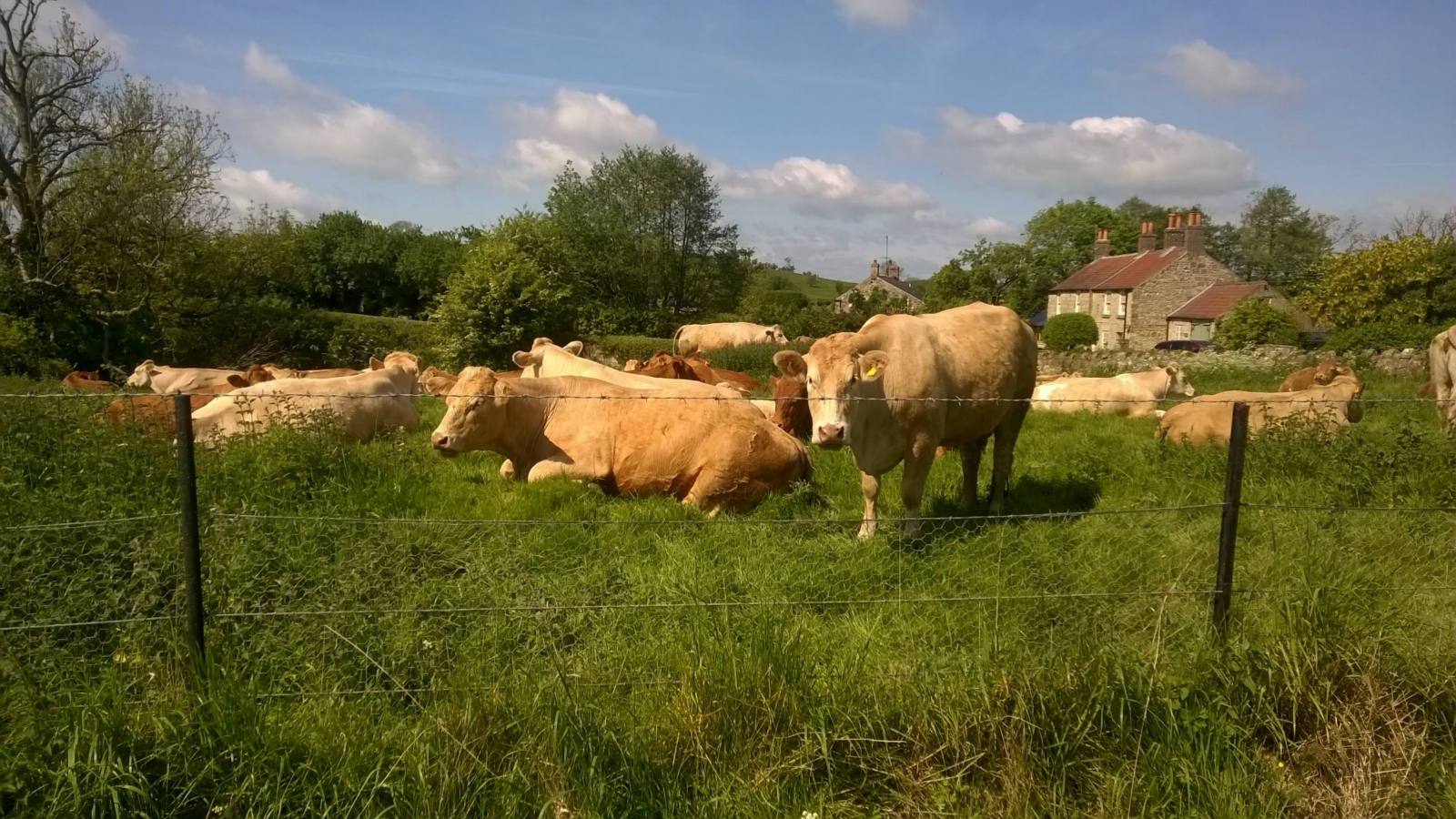 Solve English Countryside jigsaw puzzle online with 144 pieces