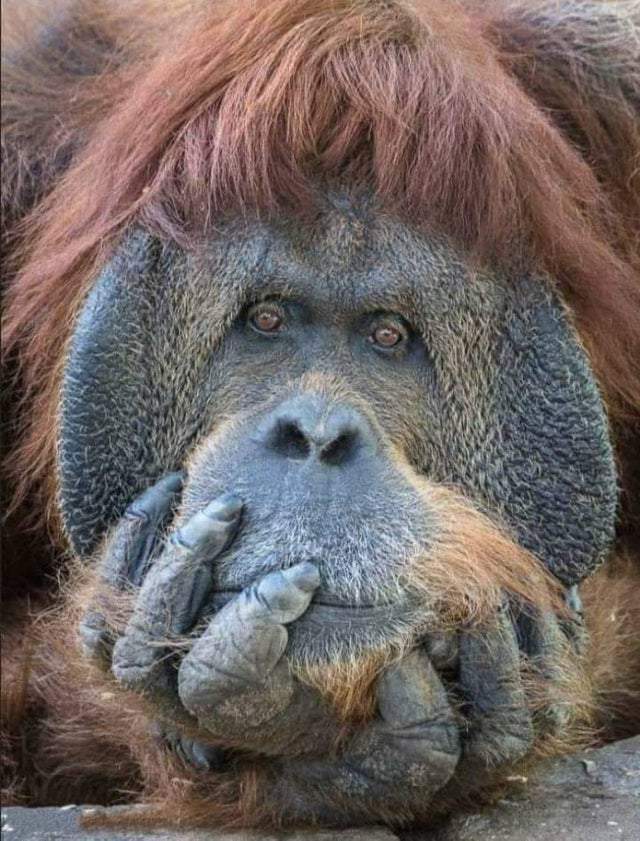 Solve Doubtful monkey jigsaw puzzle online with 48 pieces