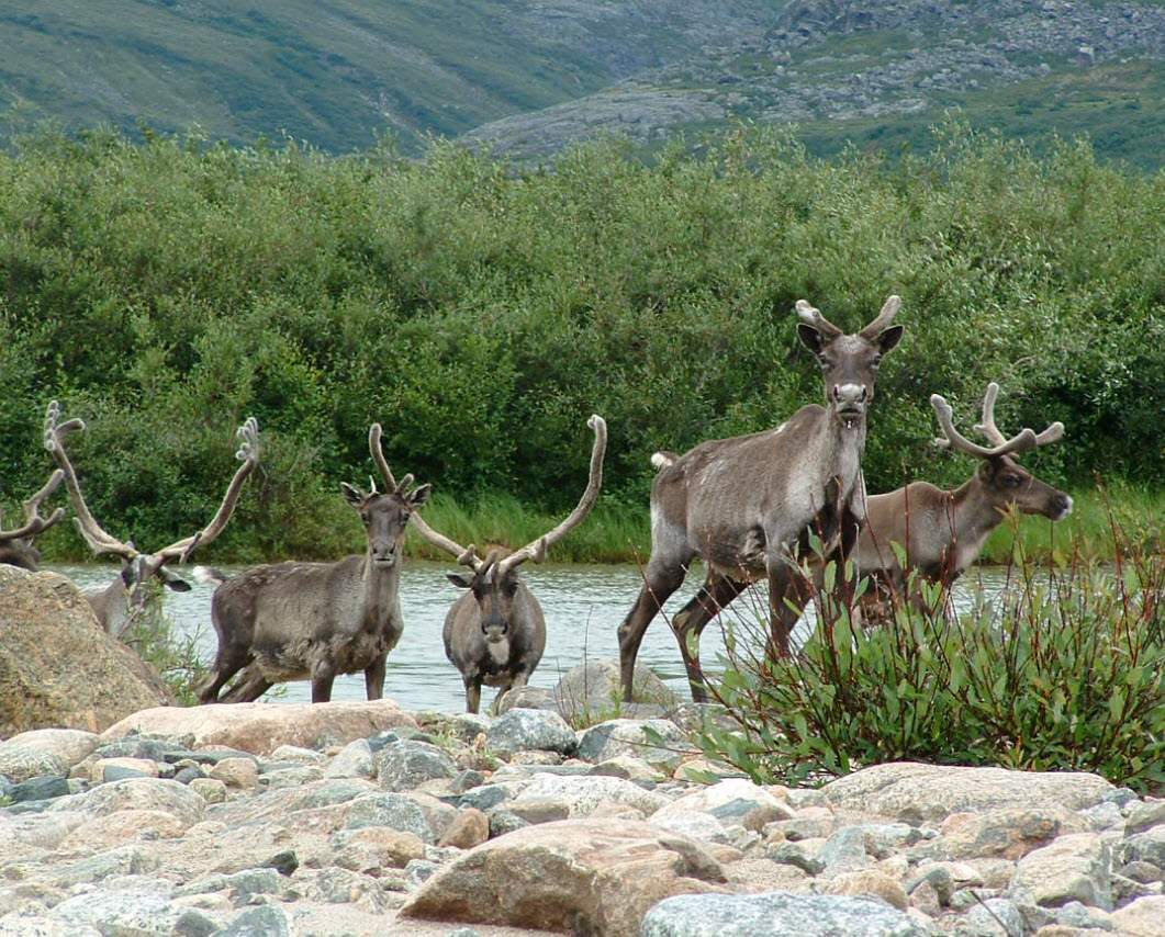 Solve caribou jigsaw puzzle online with 80 pieces