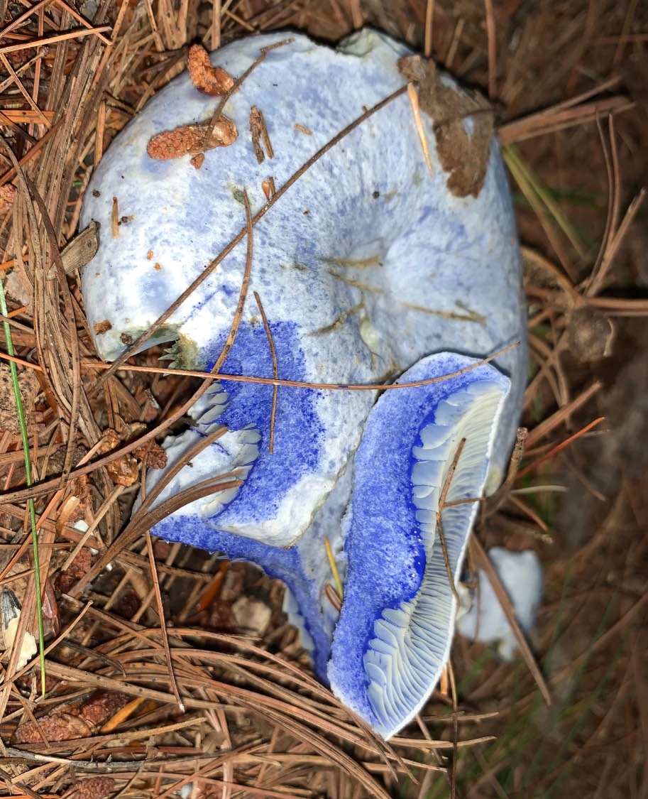 Solve Indigo milk cap Lactarius Indigo. Edible jigsaw puzzle online ...