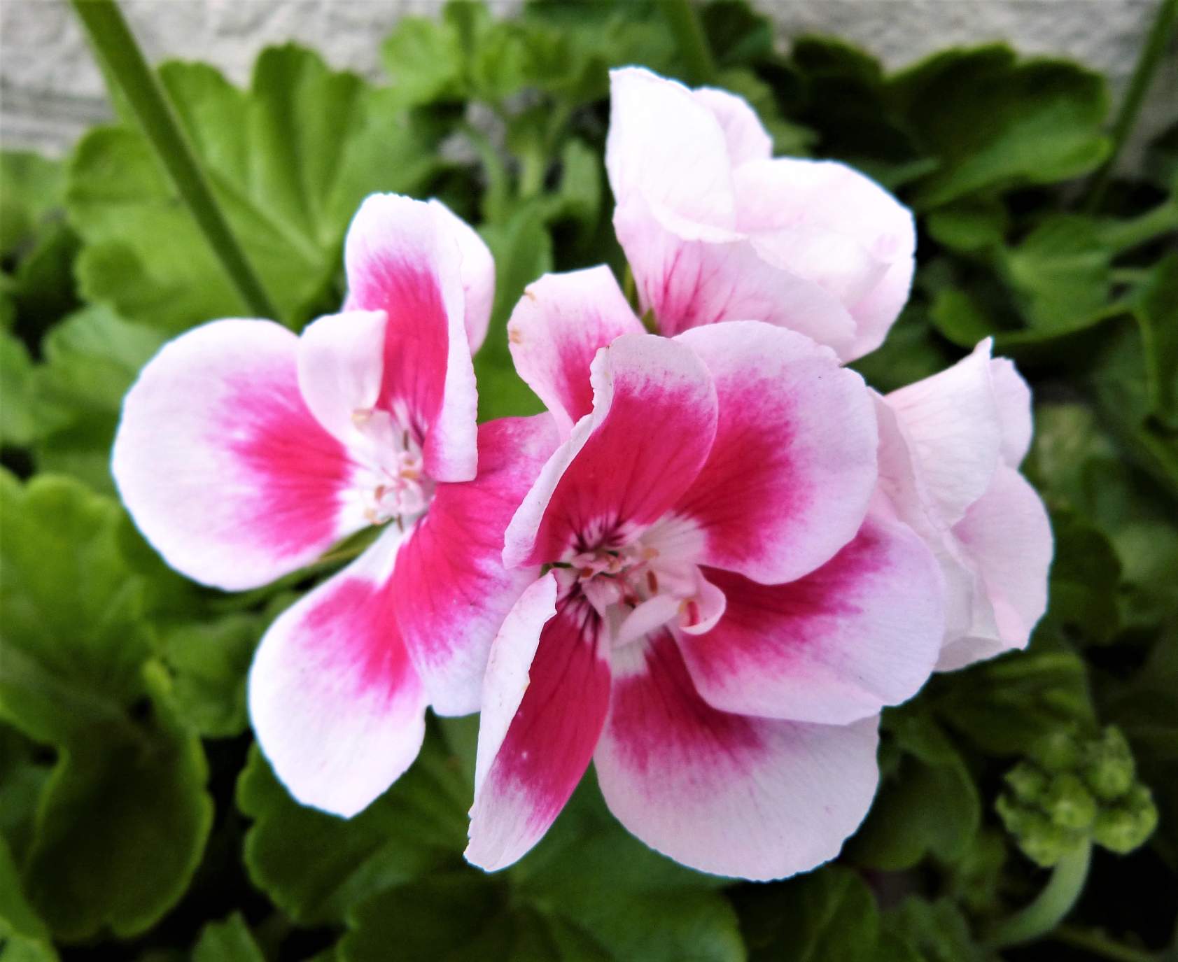 Solve Geranium jigsaw puzzle online with 154 pieces