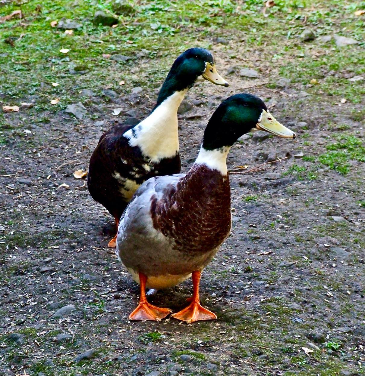 Solve Two Fat Ducks jigsaw puzzle online with 100 pieces