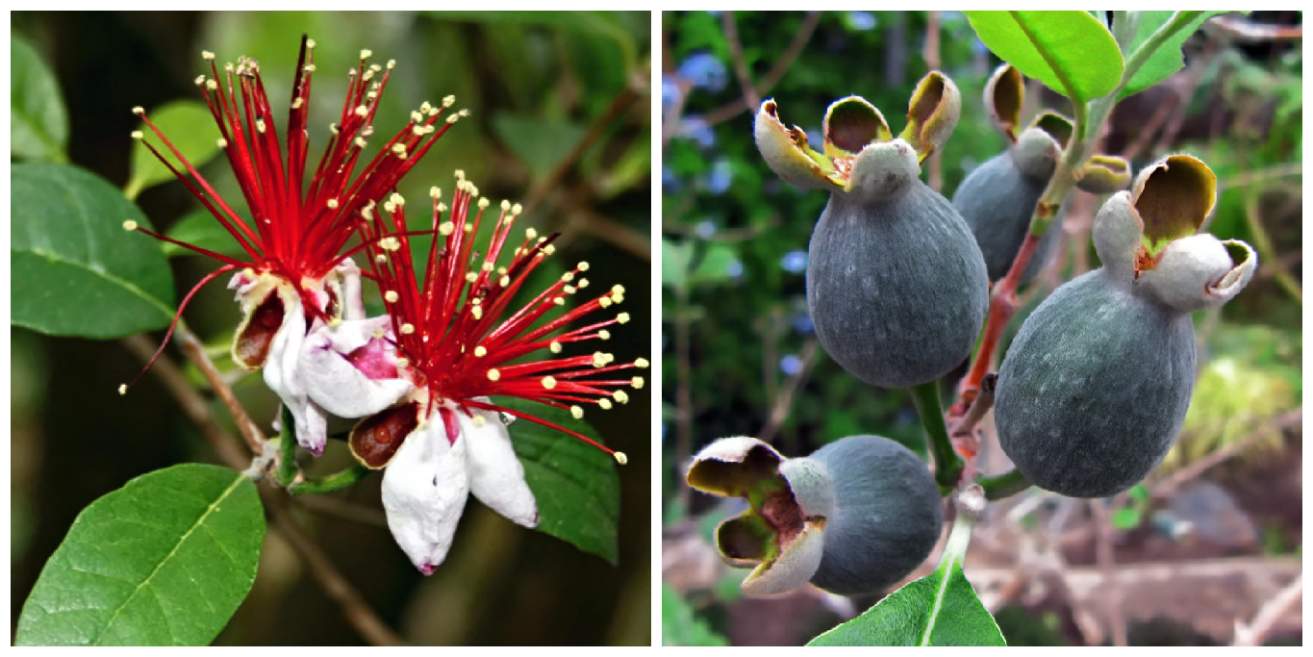 Solve Acca jigsaw puzzle online with 18 pieces