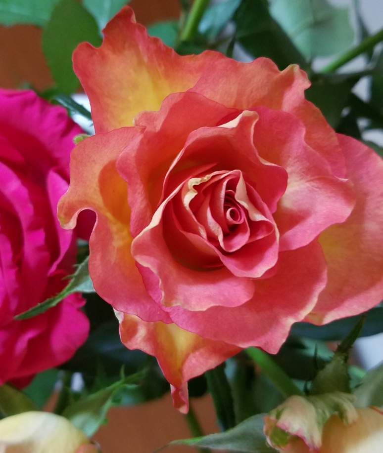 Solve Rose (2) jigsaw puzzle online with 12 pieces
