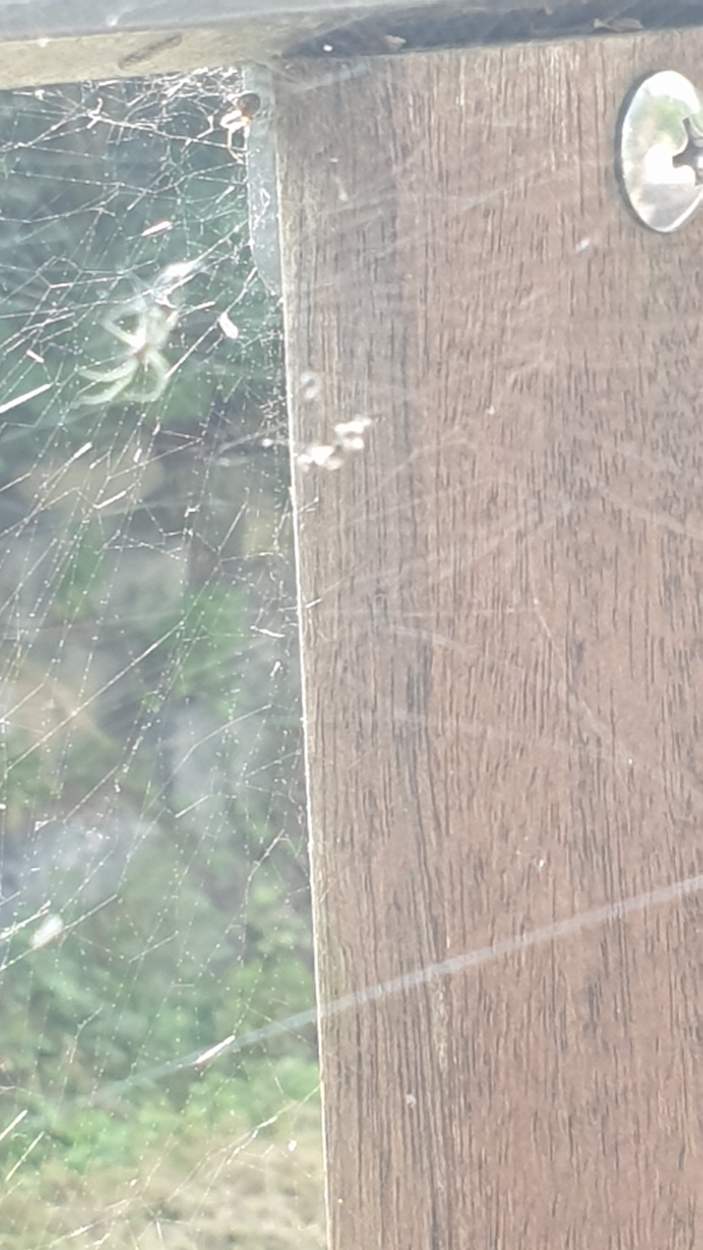 Solve spider jigsaw puzzle online with 60 pieces