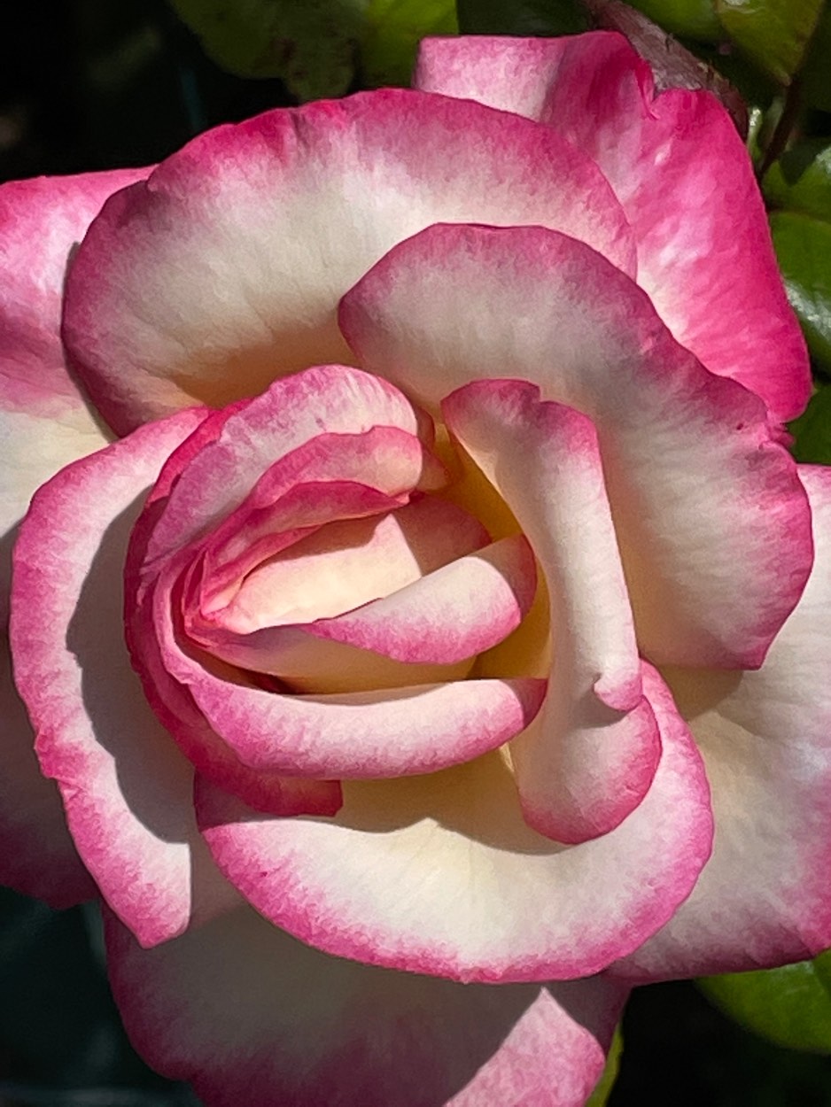 Solve Neighbours’ rose jigsaw puzzle online with 70 pieces