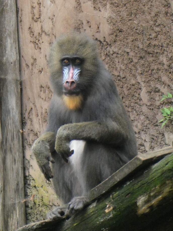 Solve Visiting Ouwehands Dierenpark, Zoo, Rhenen. Nov. 2022 jigsaw puzzle online with 12 pieces