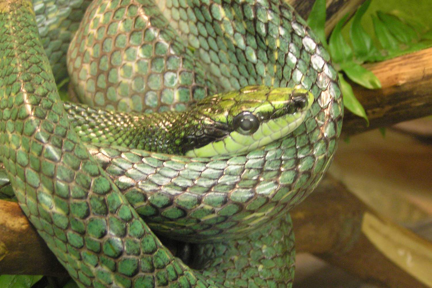 Solve snake jigsaw puzzle online with 96 pieces