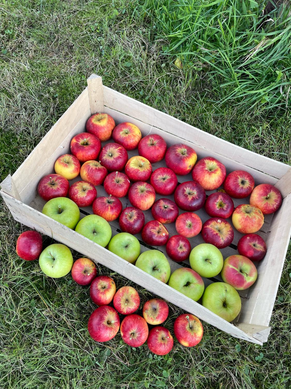 Solve Apples from our garden jigsaw puzzle online with 108 pieces