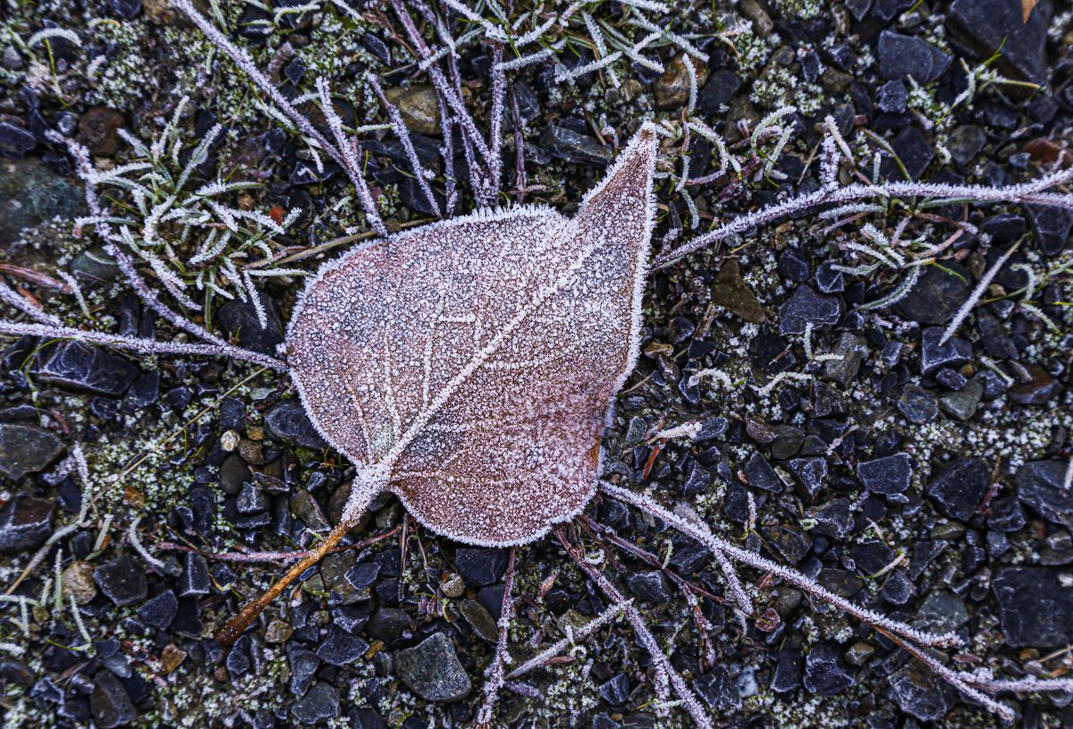 Solve DECEMBER LEAF CHALLENGE PUZZLE jigsaw puzzle online with 77 pieces