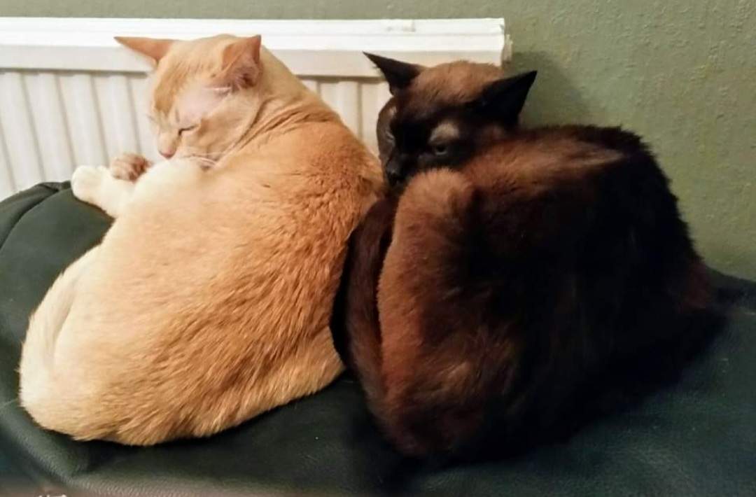 Solve Alfie Rambo 2018 jigsaw puzzle online with 234 pieces