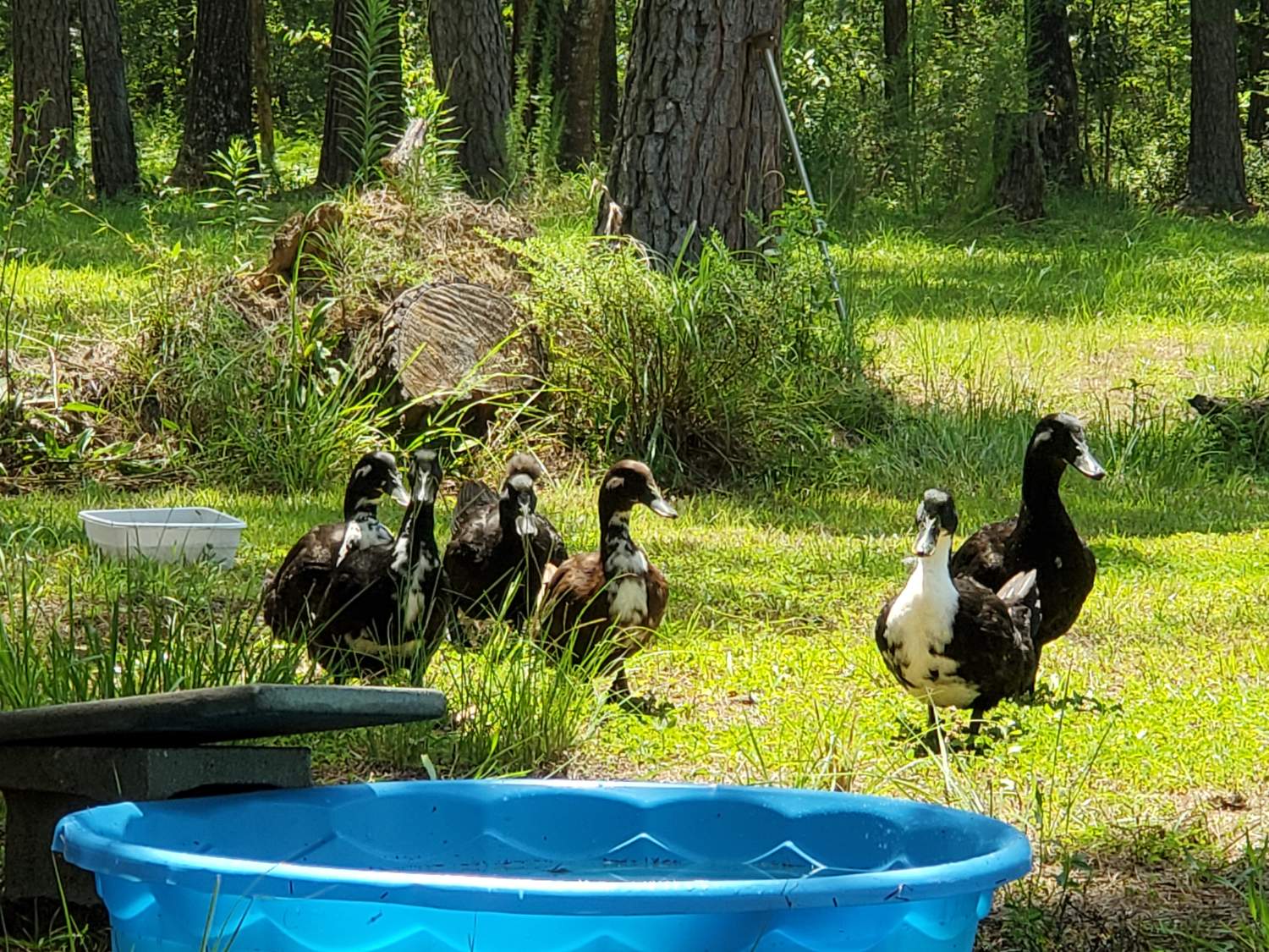 Solve Duck Duck jigsaw puzzle online with 108 pieces