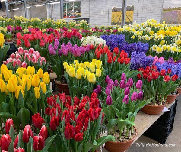 Solve tulips jigsaw puzzle online with 9 pieces
