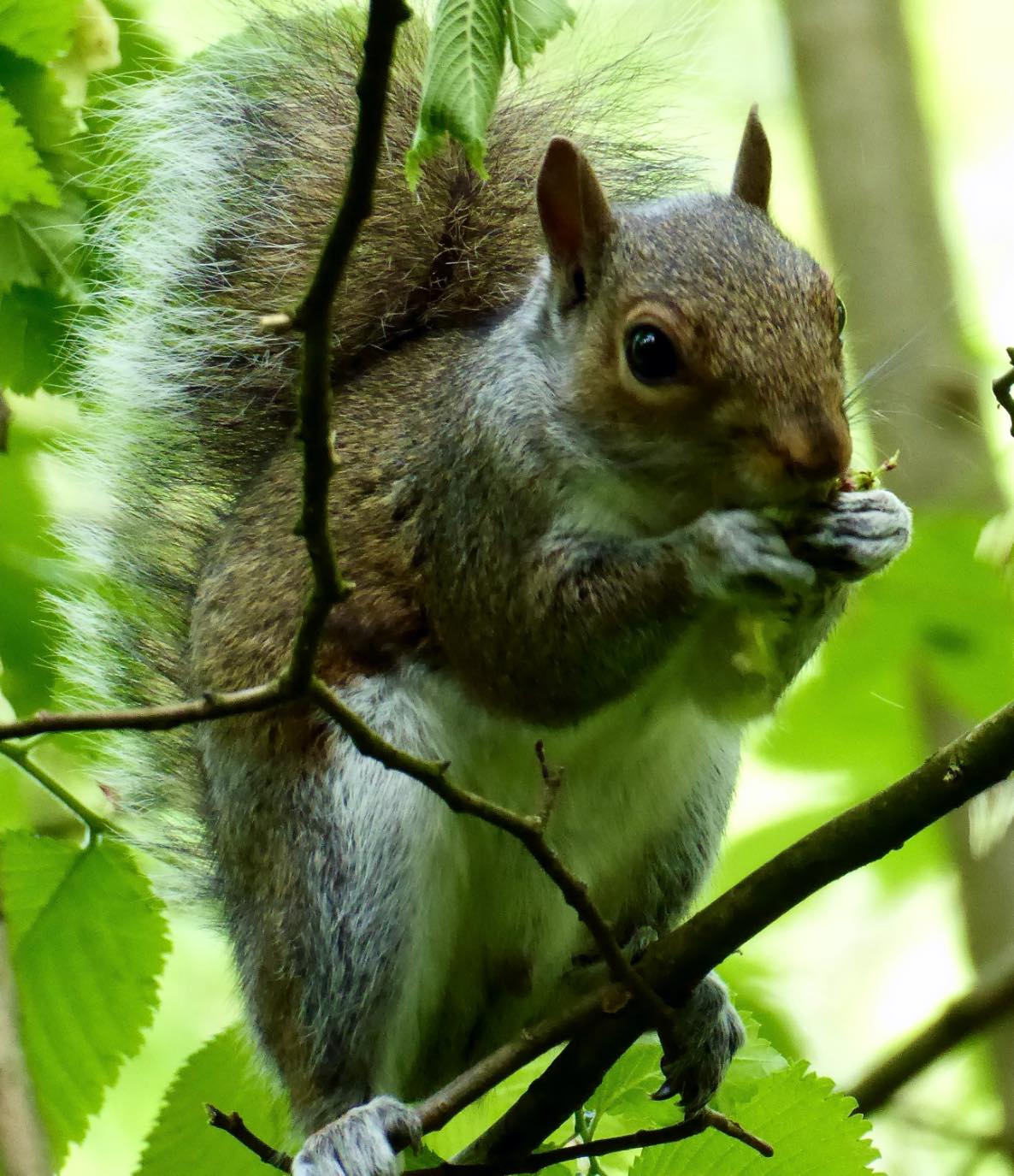 Solve Grey Squirrel jigsaw puzzle online with 99 pieces