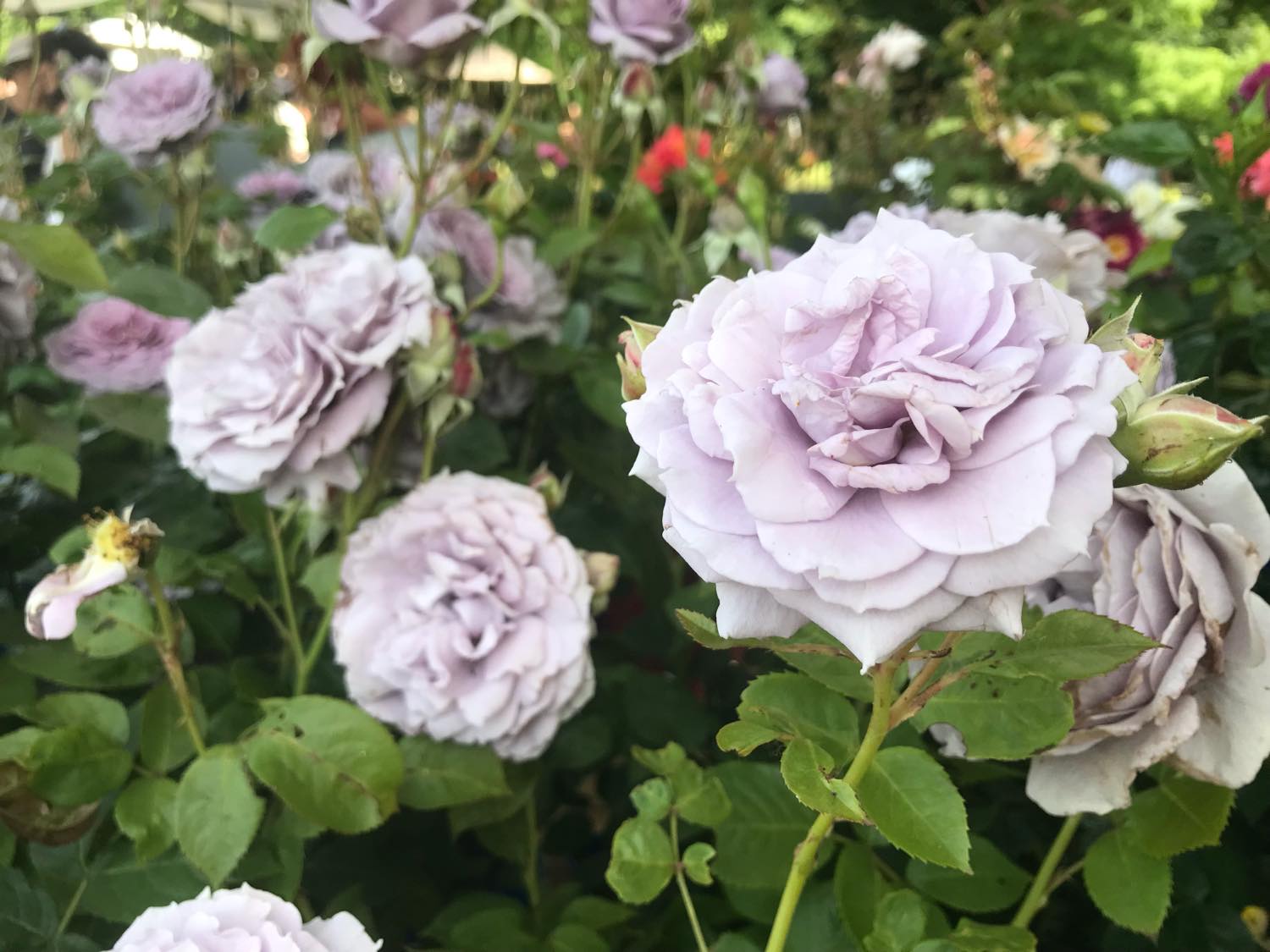 Solve blue roses jigsaw puzzle online with 48 pieces