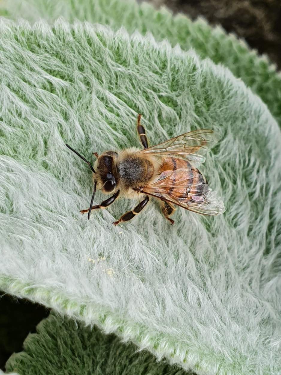 Solve Bee on Wooly Betony jigsaw puzzle online with 80 pieces