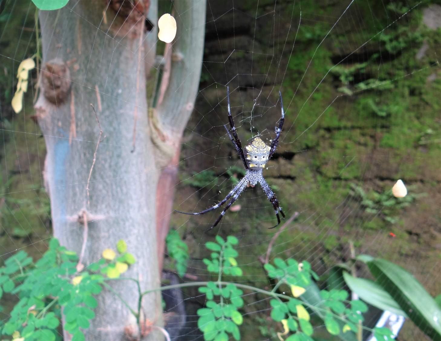 Solve Just around home. . . file says shot in "2016". Spider on Moringa ...