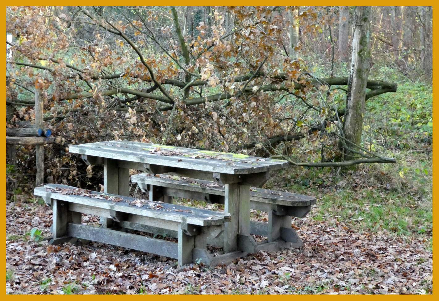 Solve Herkenrode bos wandeling. jigsaw puzzle online with 35 pieces