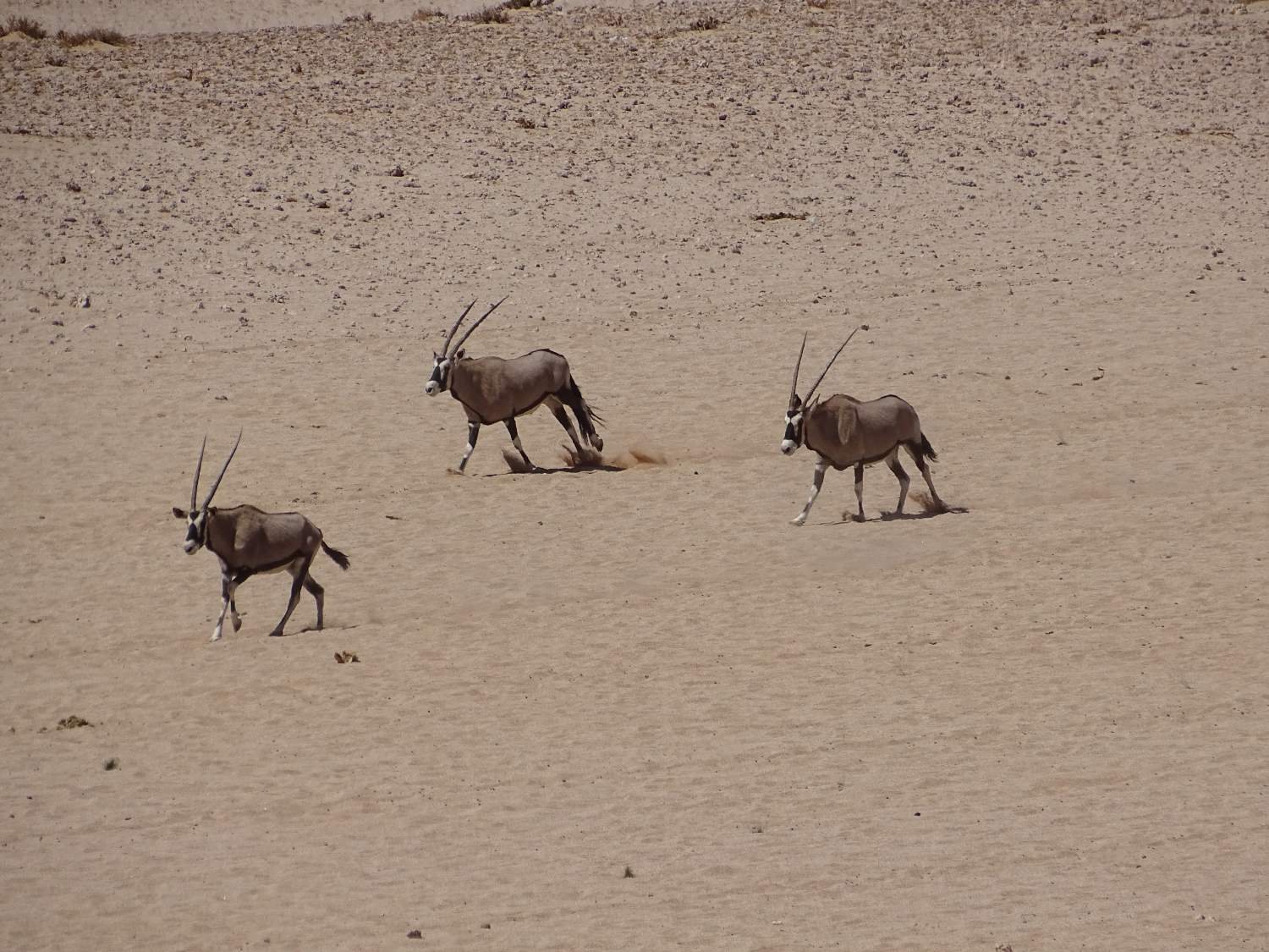 Jigsaw Puzzle | Oryx Antilopes in Namibia | 108 pieces | Jigidi