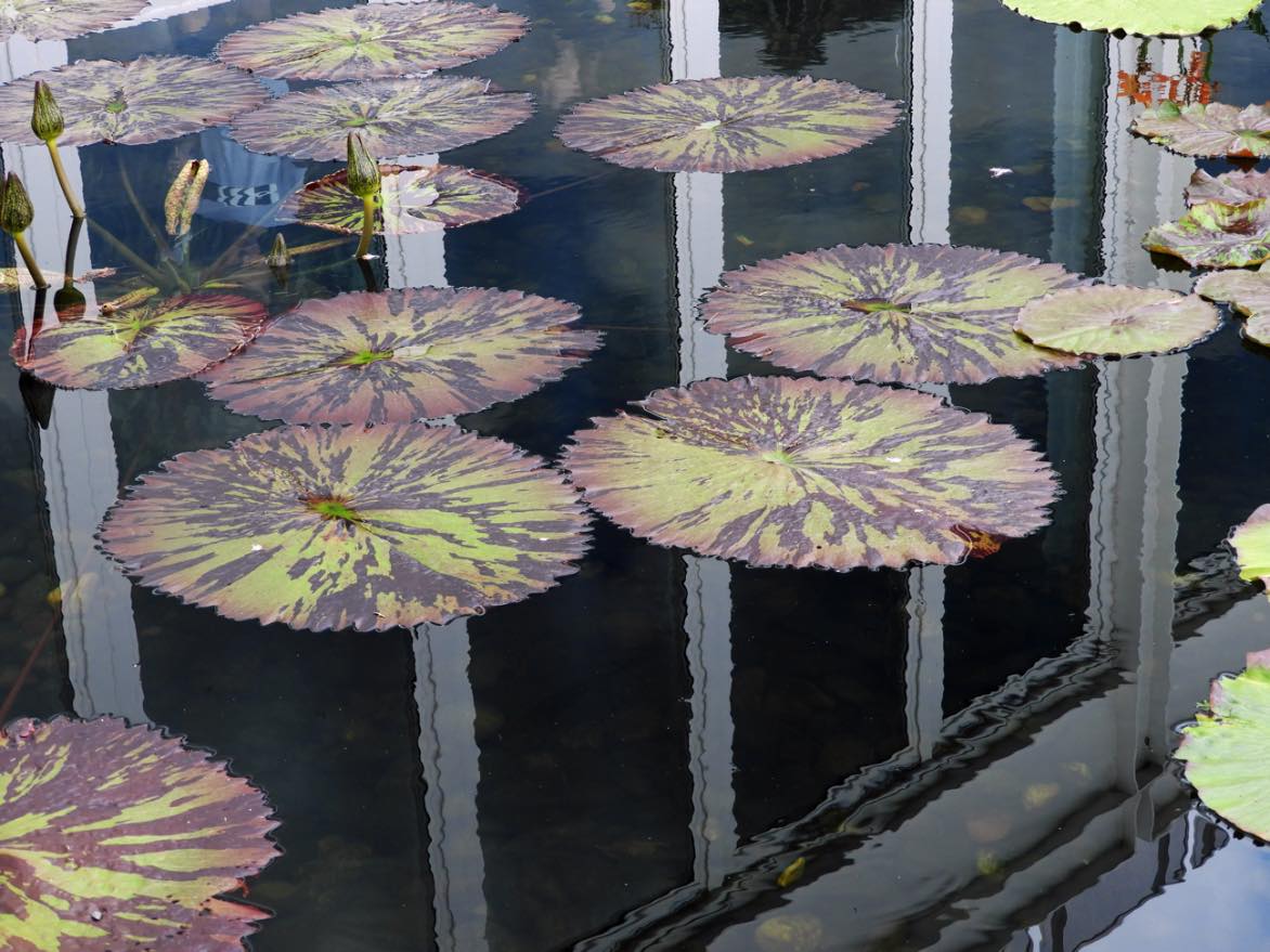 Solve Striped lily pads jigsaw puzzle online with 20 pieces