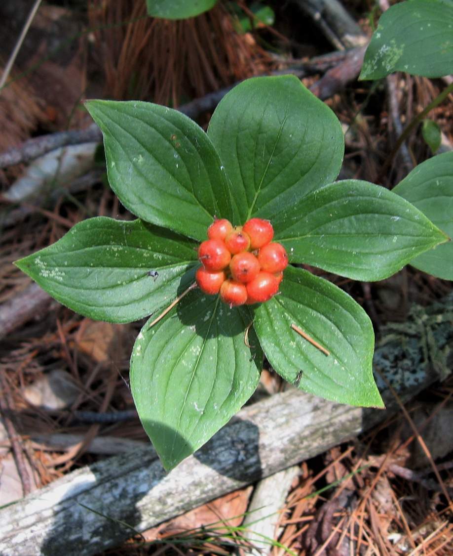 Solve Bunchberries jigsaw puzzle online with 72 pieces