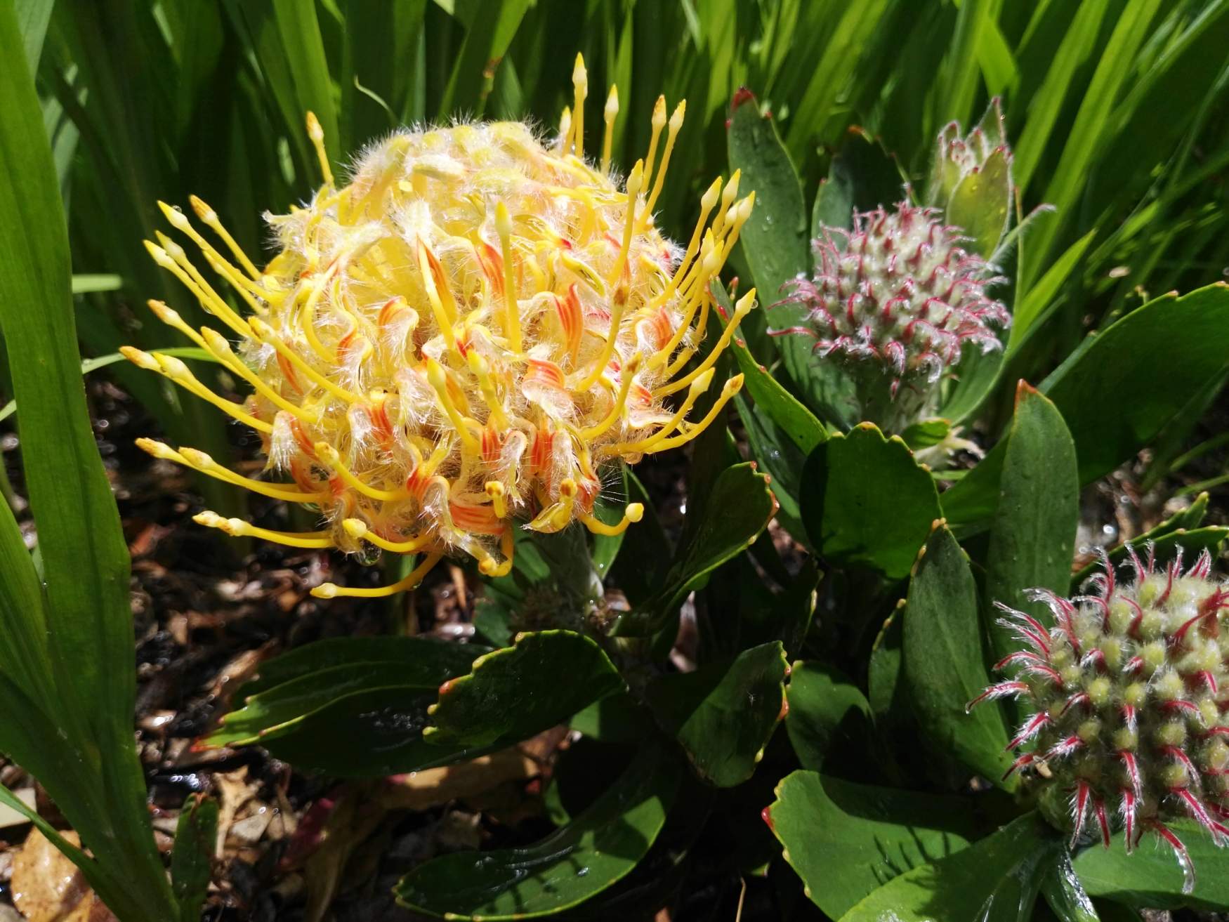 Solve My Garden - Protea jigsaw puzzle online with 154 pieces