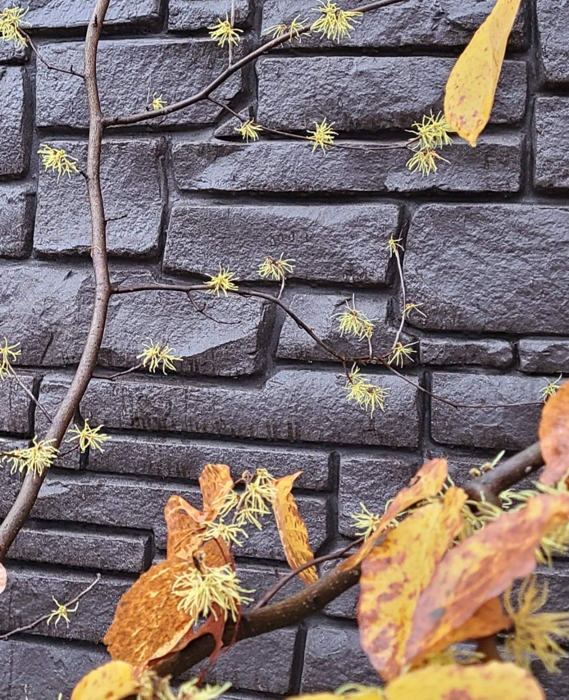 Solve Witch hazel blossoms- October jigsaw puzzle online with 99 pieces