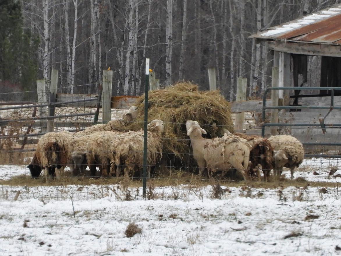 Solve Shaggy sheep jigsaw puzzle online with 20 pieces