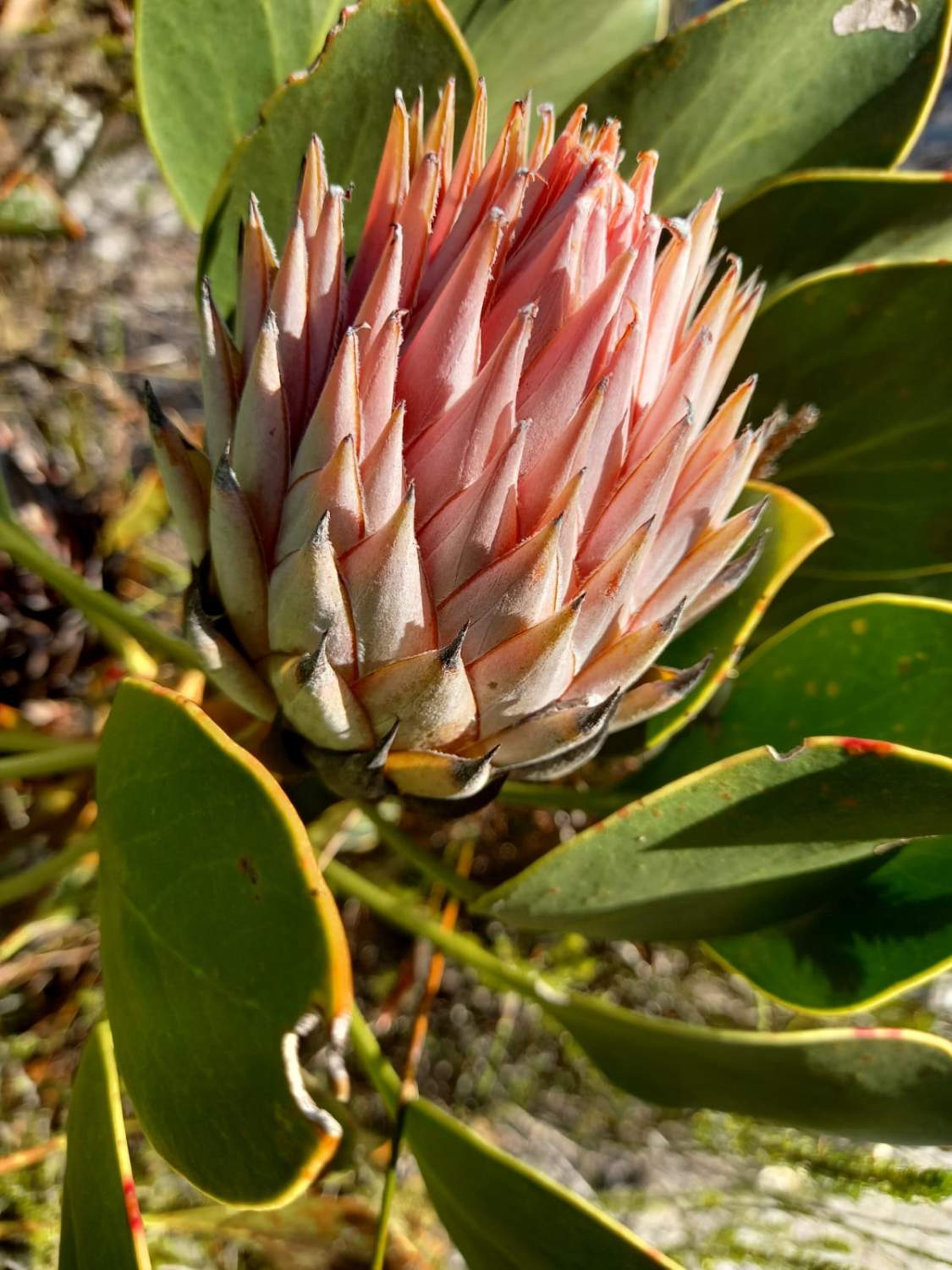 Solve Protea jigsaw puzzle online with 192 pieces