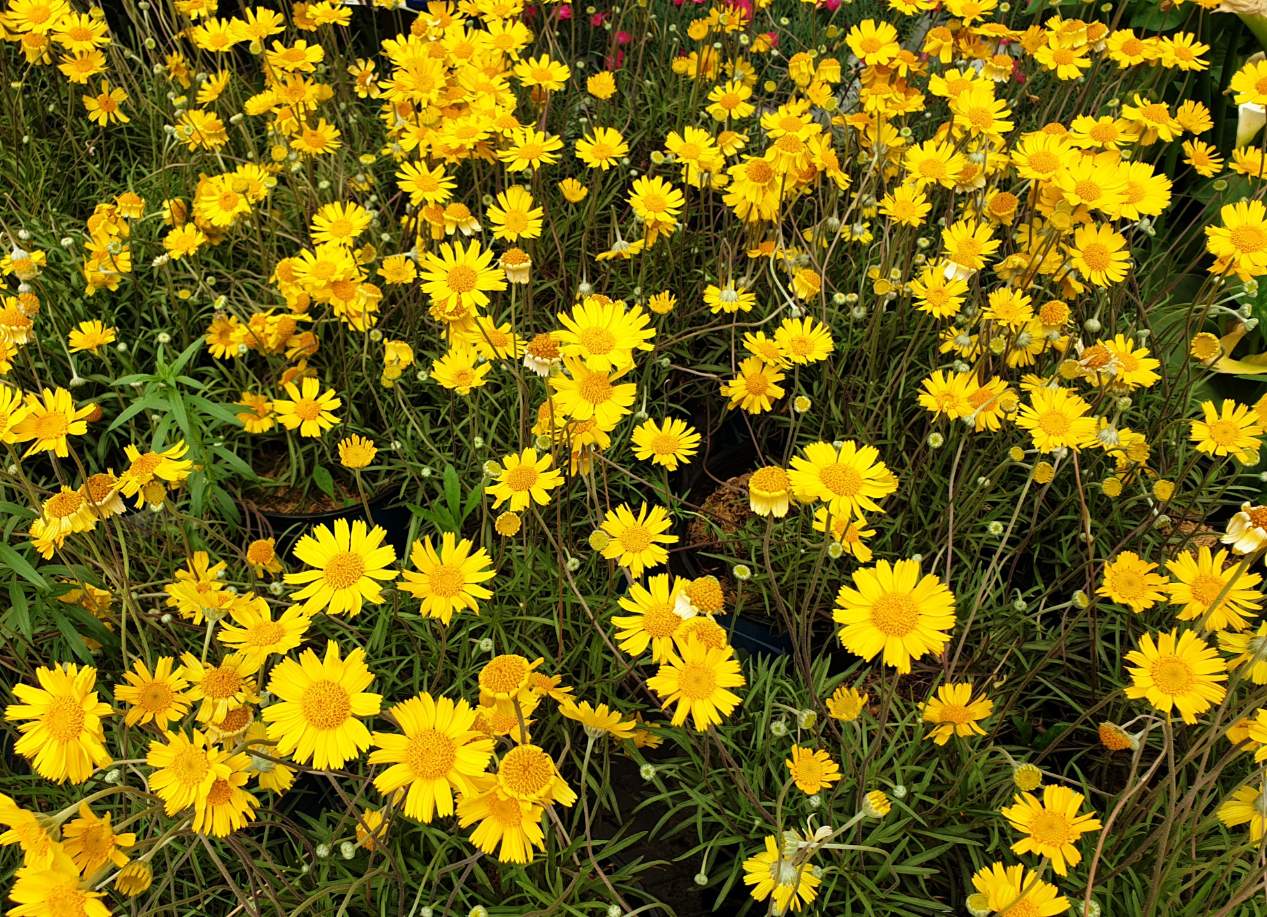 Jigsaw Puzzle | ANGELITA SUNDANCER DAISY | 24 pieces | Jigidi