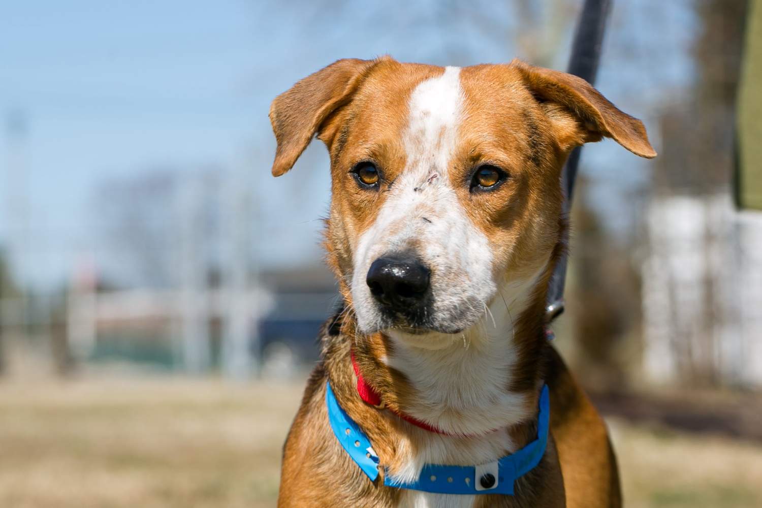 Solve Jack Daniel jigsaw puzzle online with 70 pieces